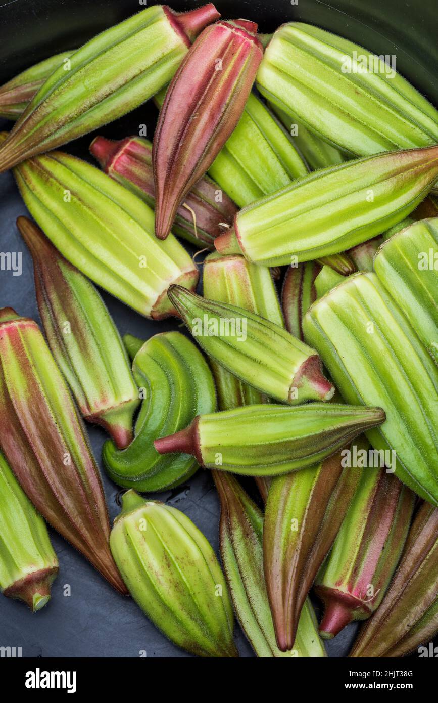 Basket of freshly harvested Okra Stock Photo - Alamy
