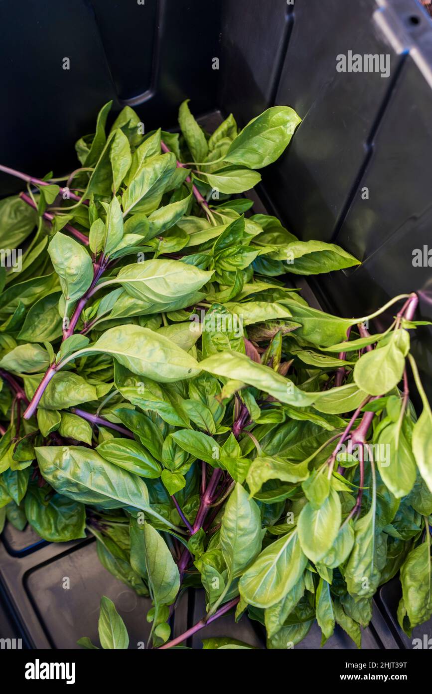 Harvest bin hi-res stock photography and images - Alamy