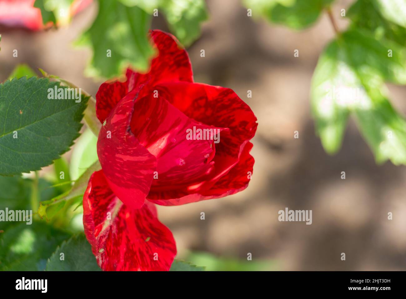 Delicate red stripes hi-res stock photography and images - Alamy