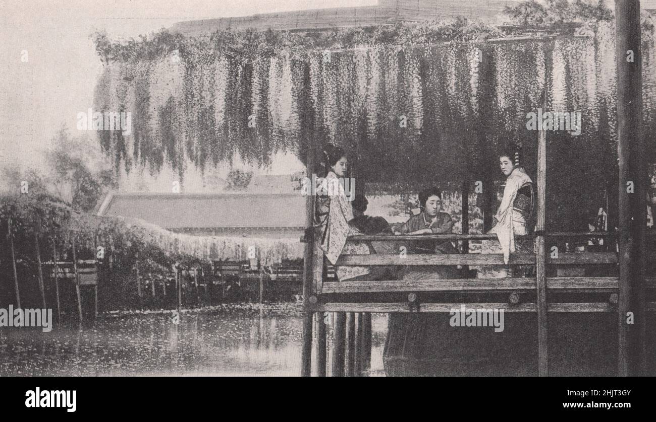 Splendour of the Japanese Springtime: Under a Wistaria Arbour in a ...