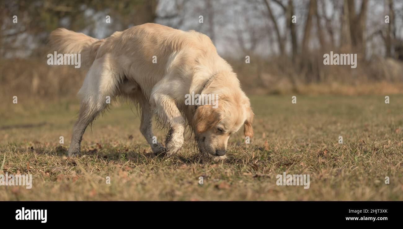 Golden retriever digging hi-res stock photography and images - Alamy