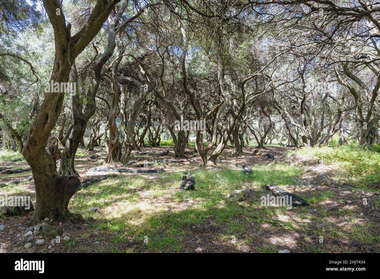 Olive trees forest in mountainous area of Greek Island of Corfu Stock ...