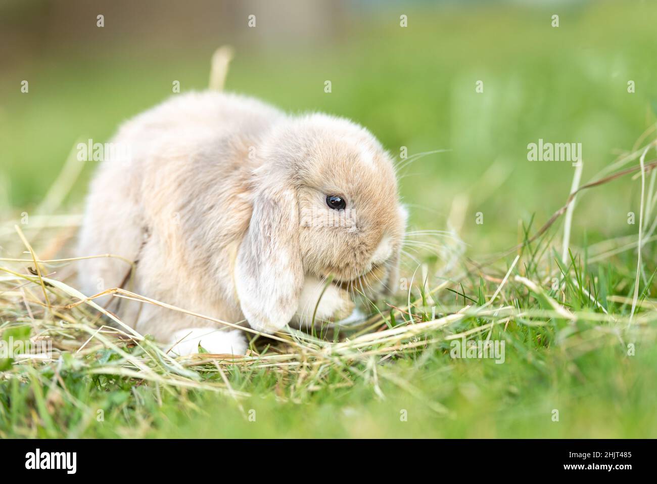 Beauty baby rabbit outside in garden Stock Photo - Alamy