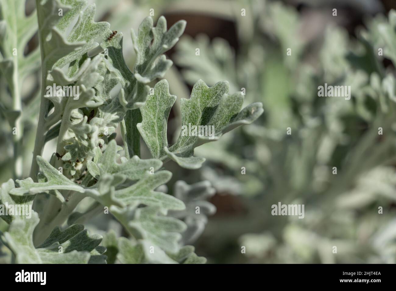 Silver ragwort flower hi-res stock photography and images - Alamy