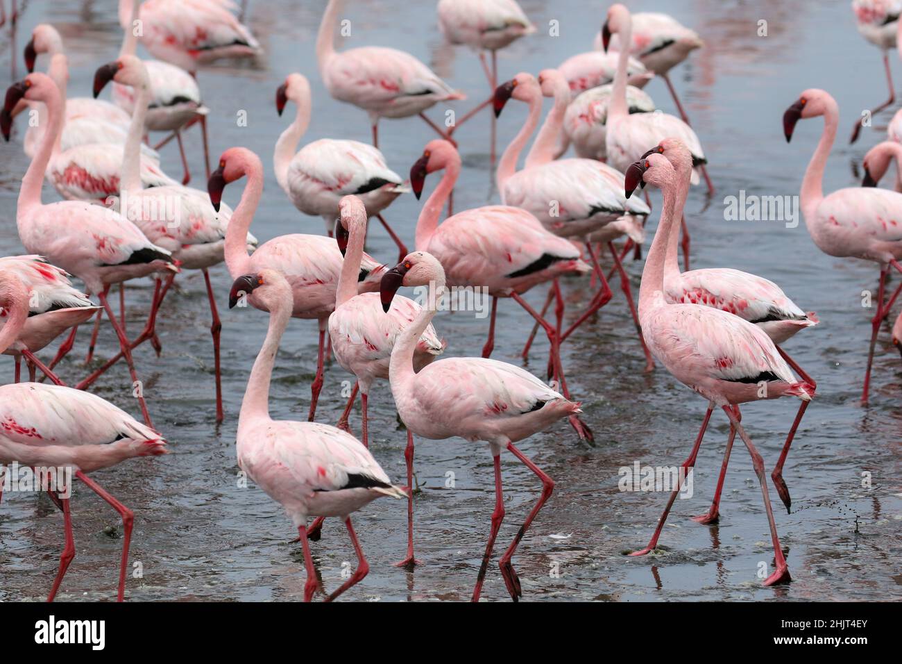 Lesser Flamingo, Walvis Bay, Namibia Stock Photo - Alamy