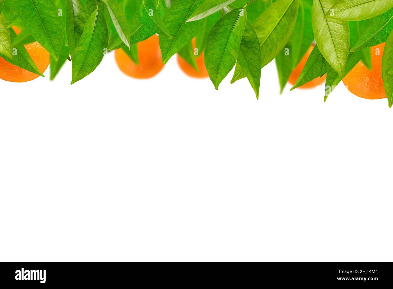Tangerines in leaves are arranged in a row on a white background ...