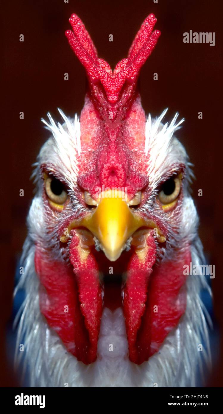 Rooster with symmetrical double comb Stock Photo - Alamy