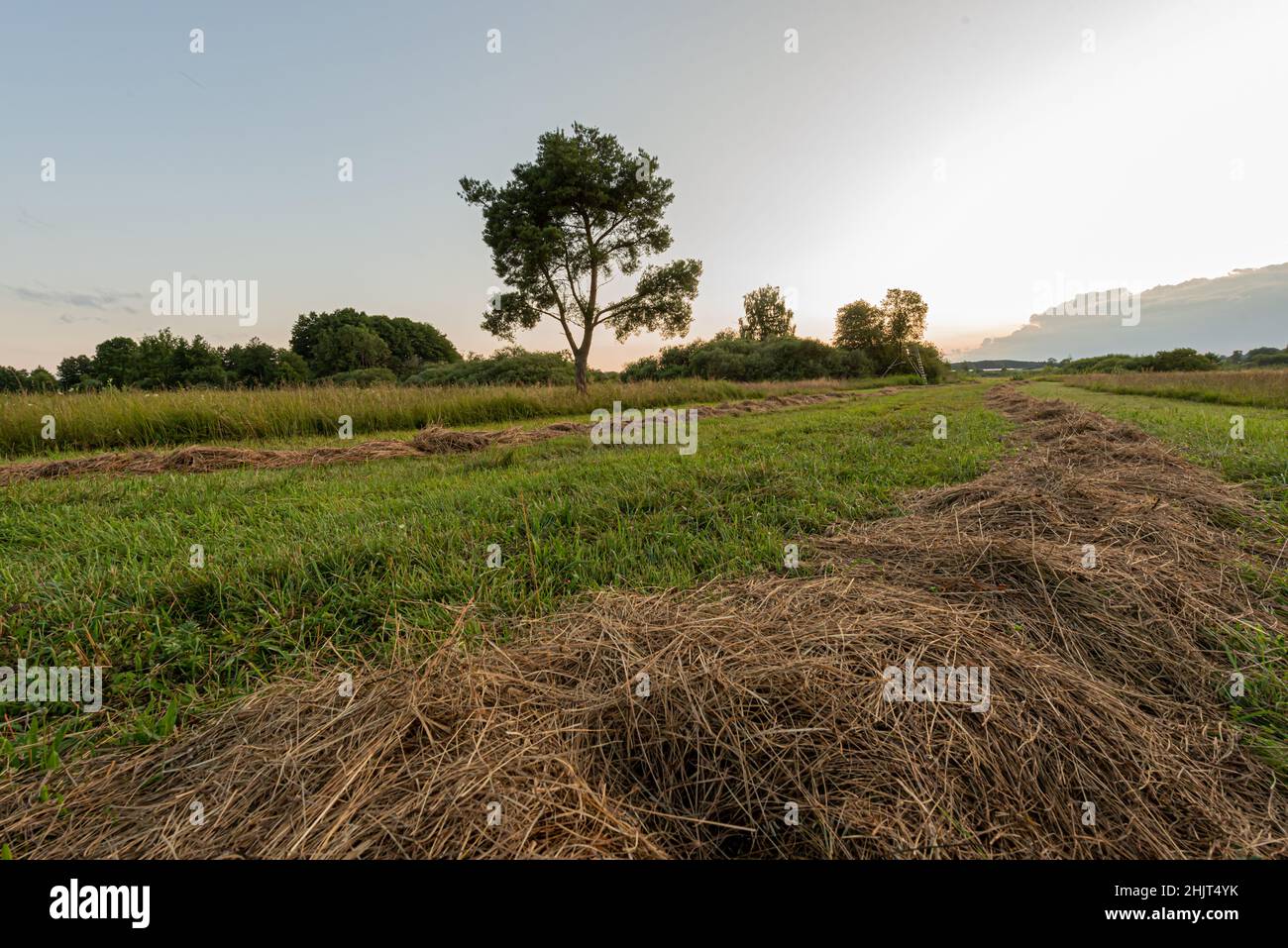 Care of a nature reserve. Hay is drying on the ground Stock Photo - Alamy