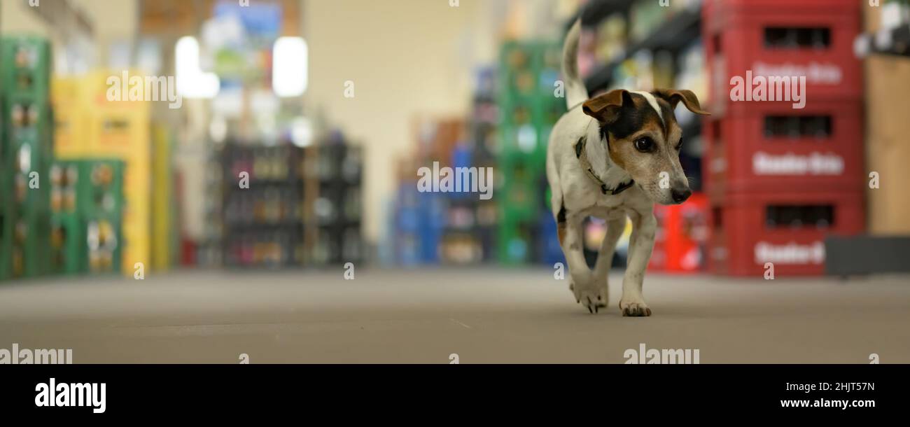 small dog in shopping market - cute little Jack Russell terrier, 13 ...