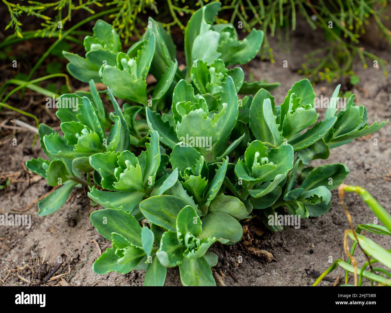 Stonecrops or sedum, succulent for the garden, beautiful green bush ...