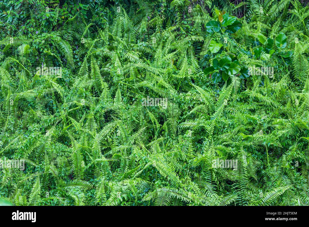 Farn tree hi-res stock photography and images - Alamy