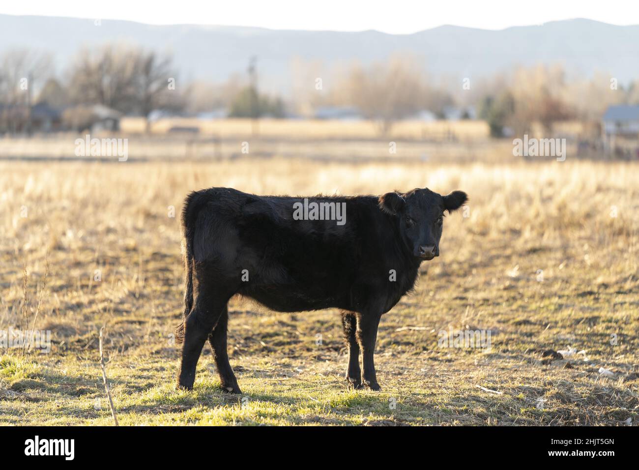 Black aberdeen hi-res stock photography and images - Alamy