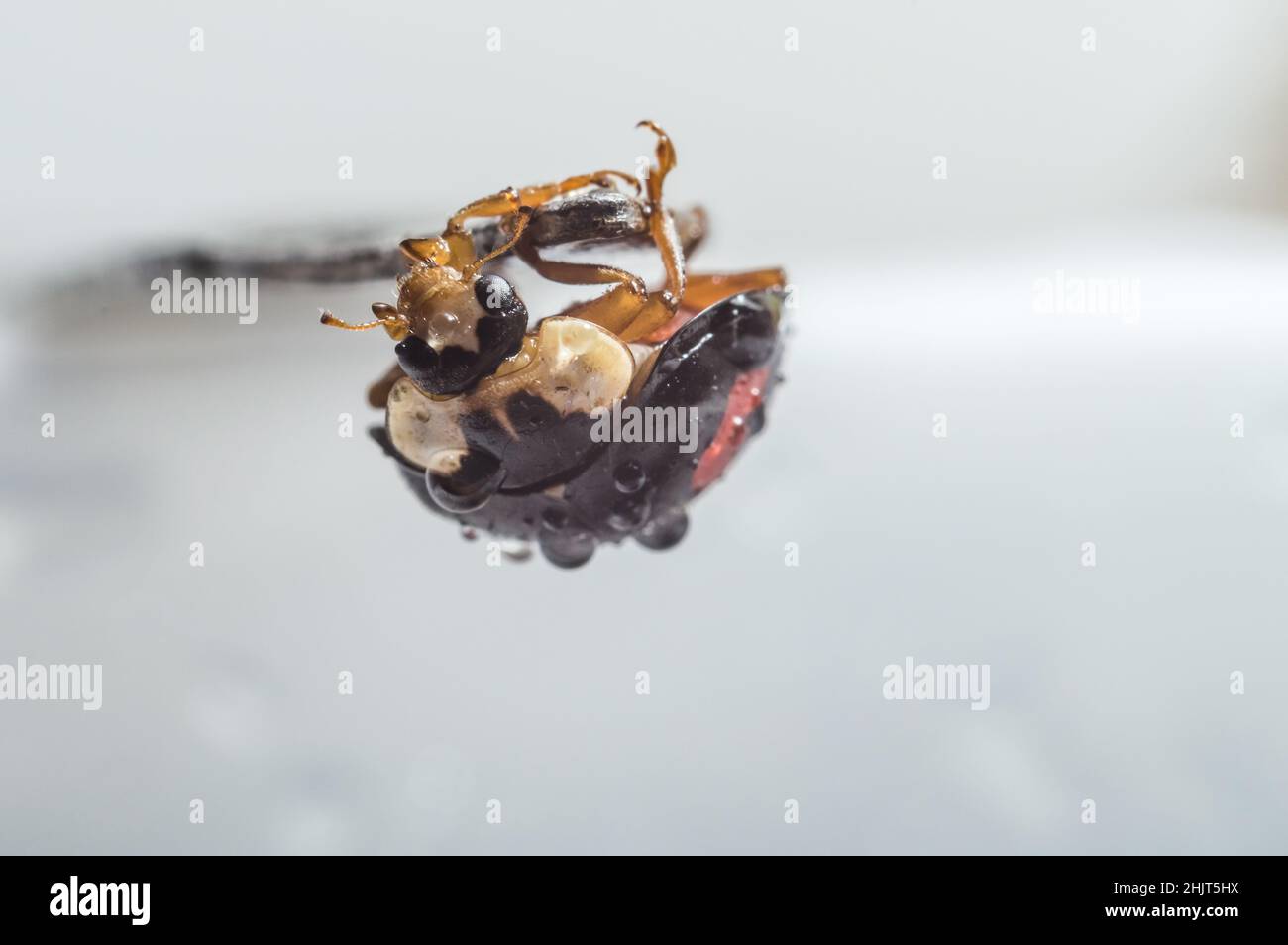 Closeup of an insect upside down covered with waterdrops on a white ...