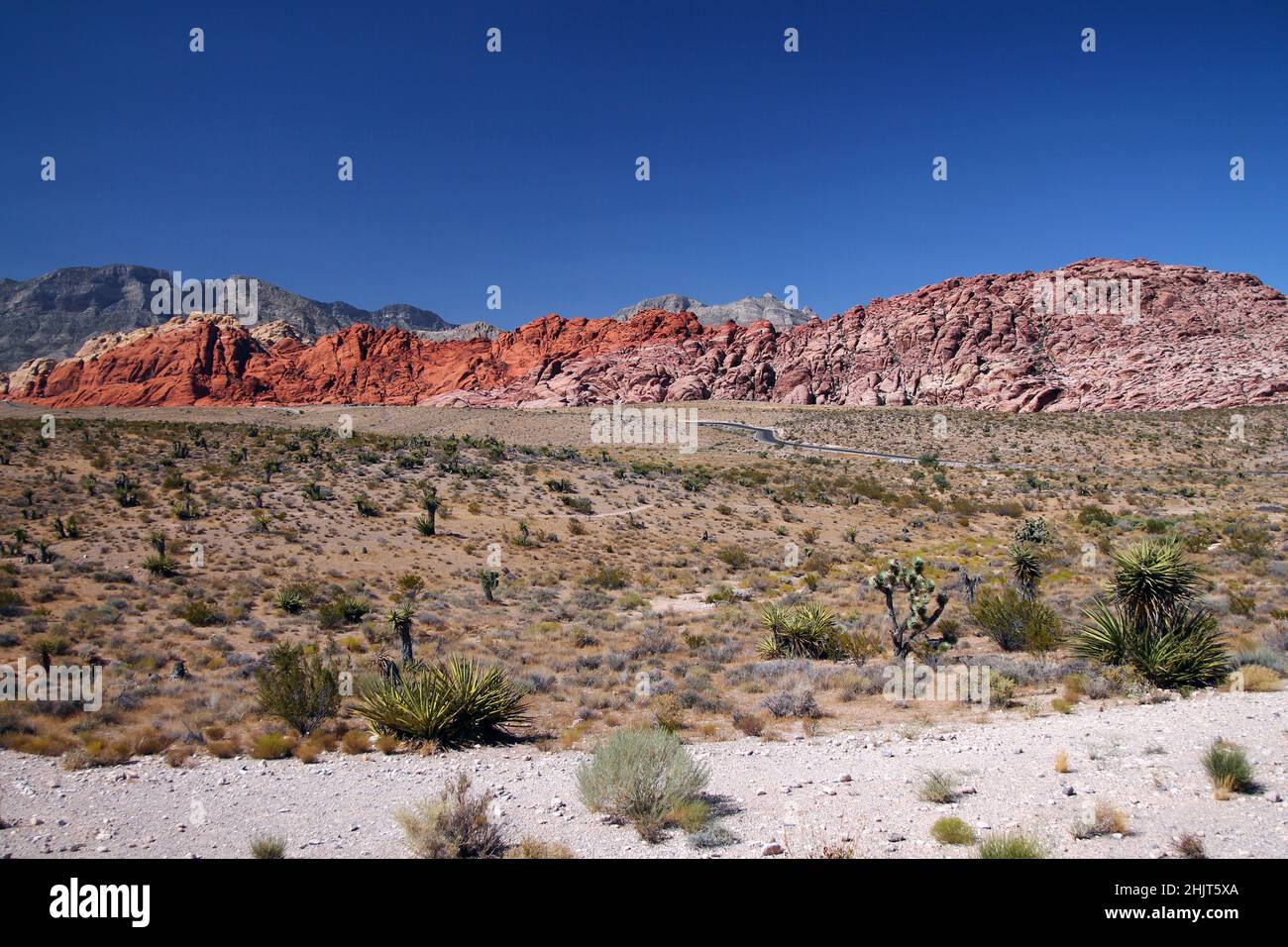 The vivid red colors of the Red Rock Canyon behind the Desert in Nevada ...