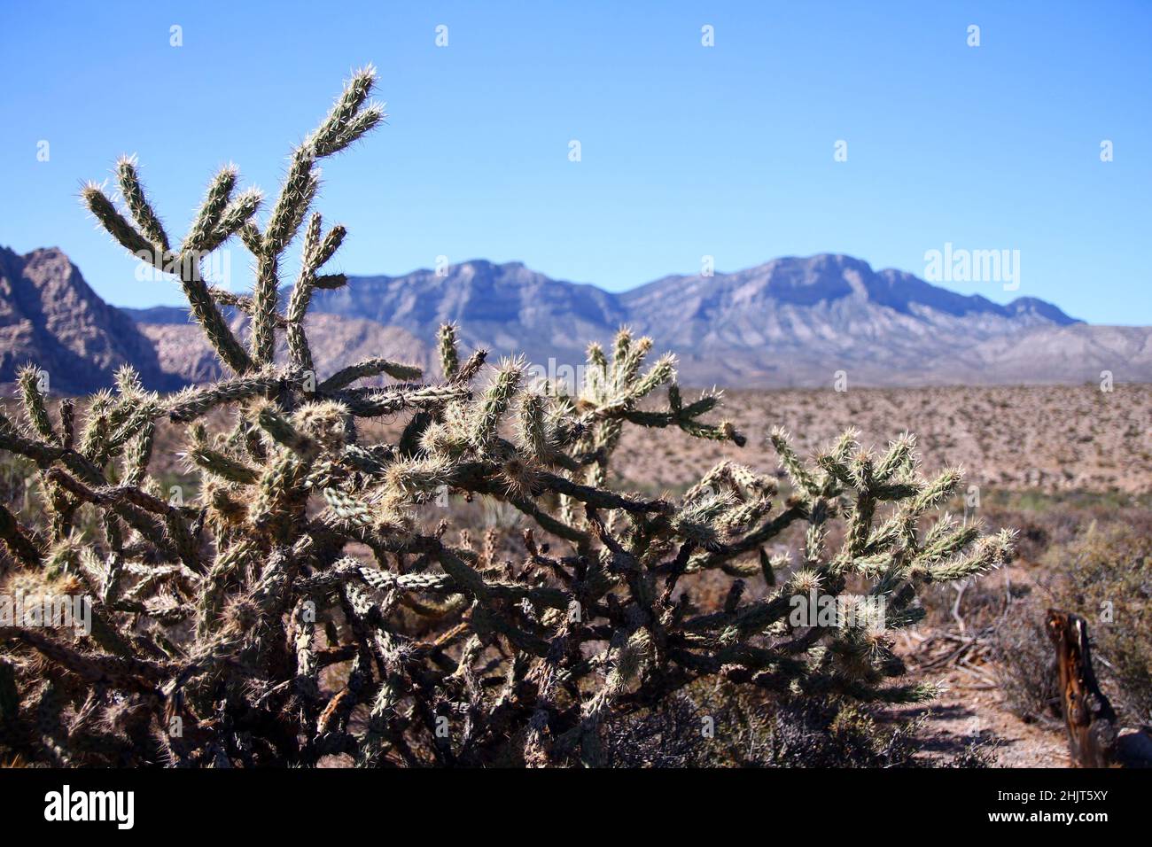 The succulent typical plant of the desert with the Red Rock Canyon on ...