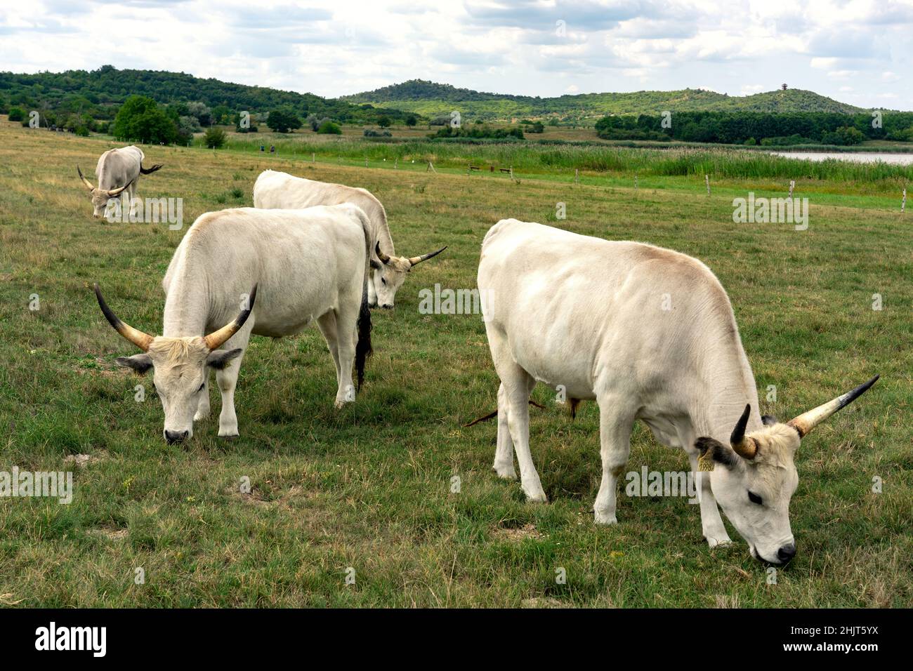 hungarian grey cattles in on the green field in Hungary Stock Photo - Alamy