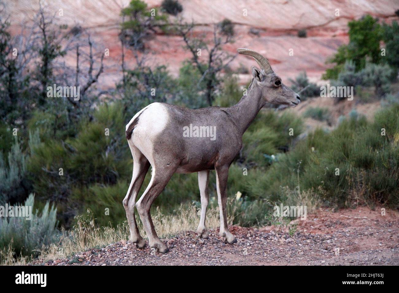 Close up of a beautiful mountain goat captured at sunset in Zion ...