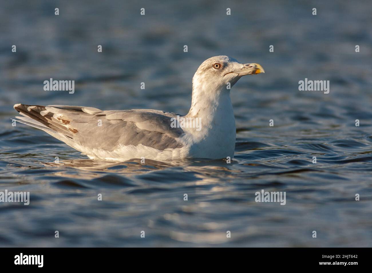 Spanish seagull hi-res stock photography and images - Alamy