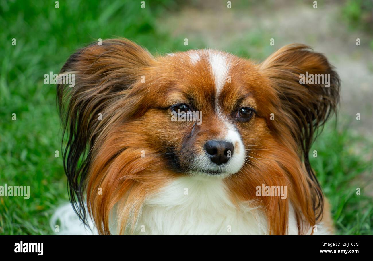 beautiful dog of breed papillon, color - red-brown-white, portrait ...