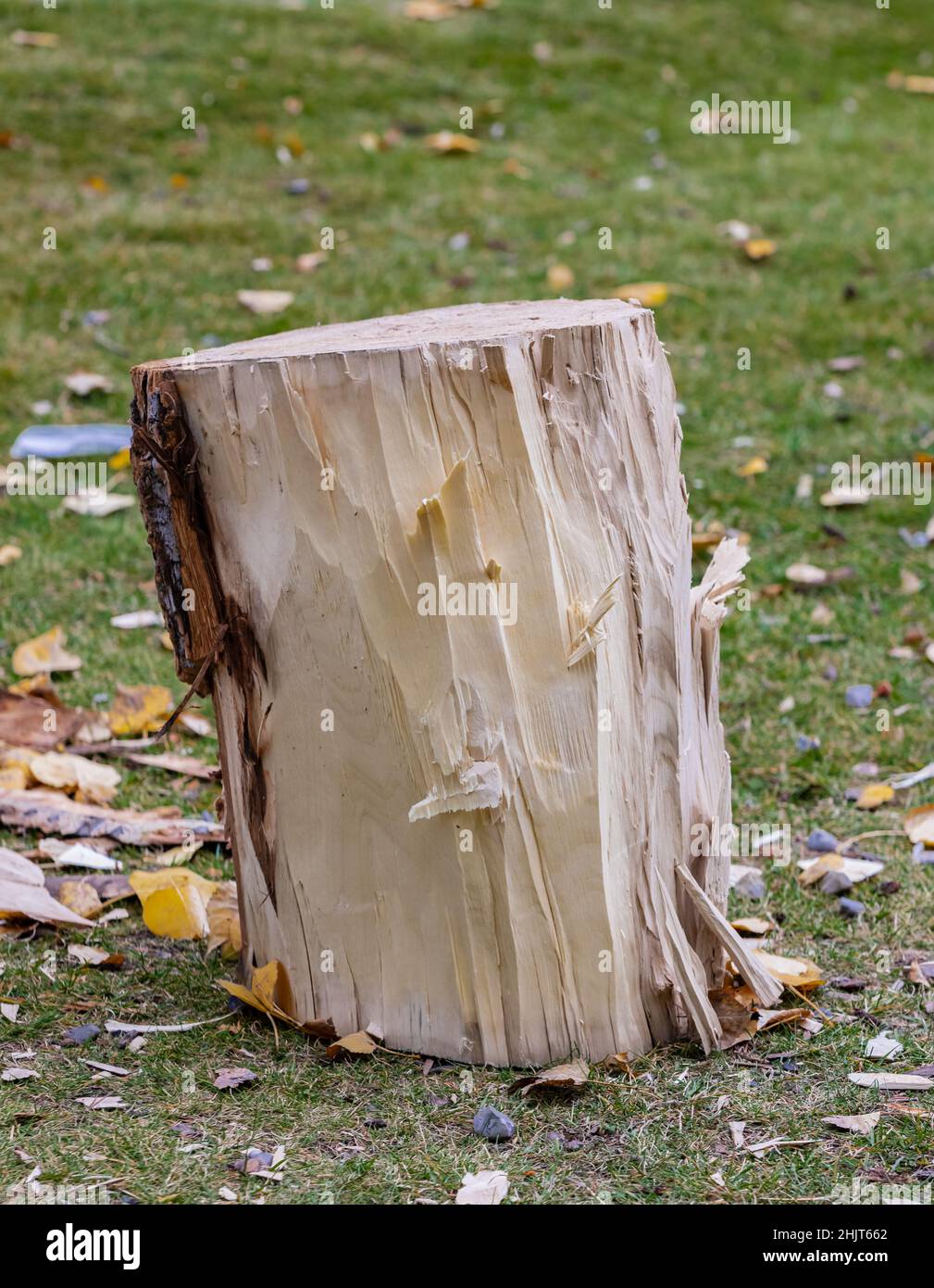 Oak stump, stump log fire wood on natural background with clipping path ...