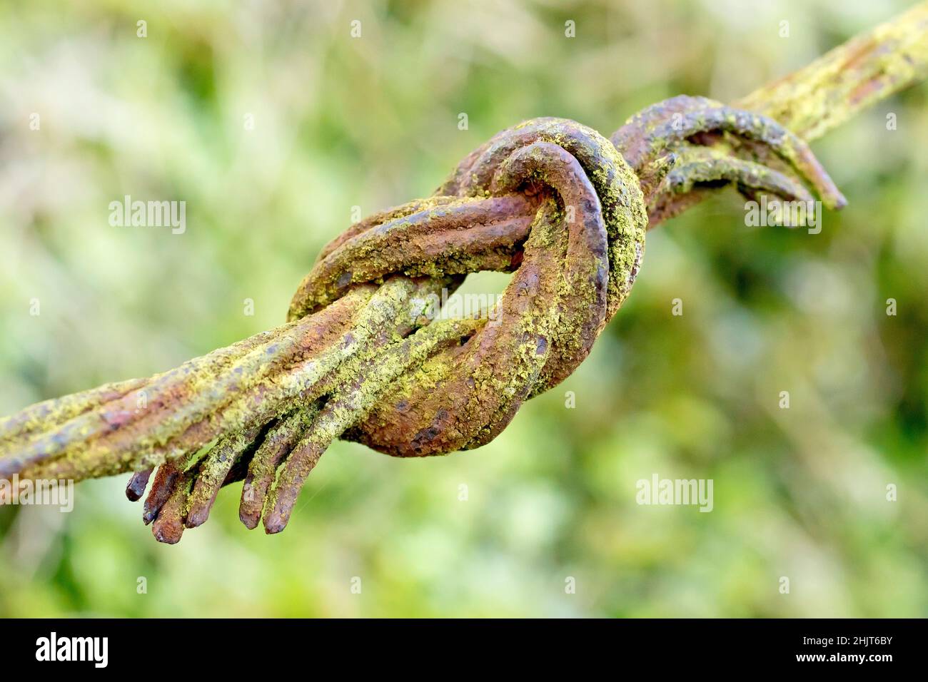 Reef knot hi-res stock photography and images - Alamy