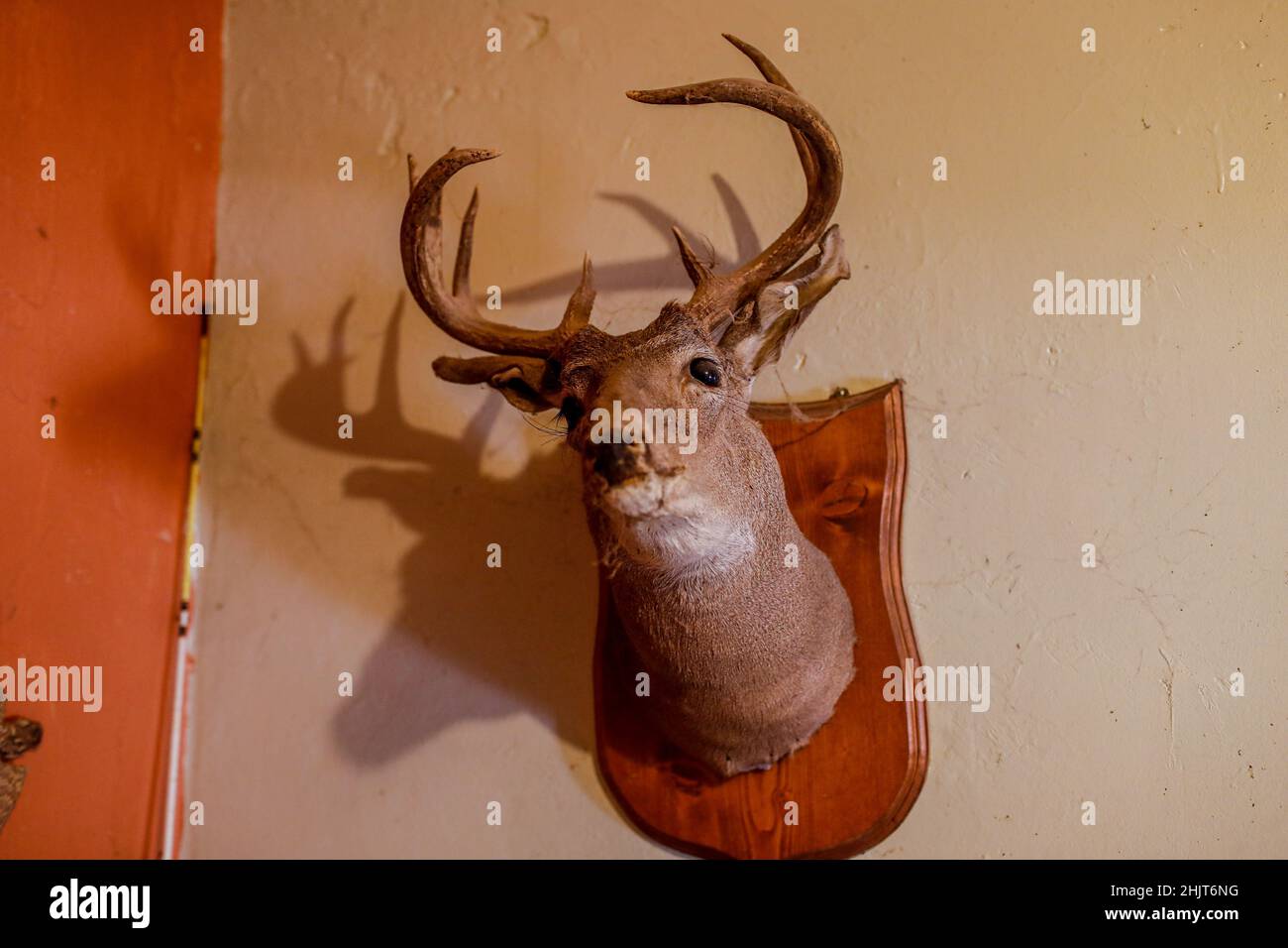 Cabeza de venado taxidermia hi-res stock photography and images - Alamy