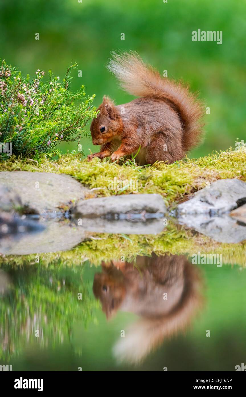 Red Squirrel, Sciurus vulgaris Stock Photo - Alamy