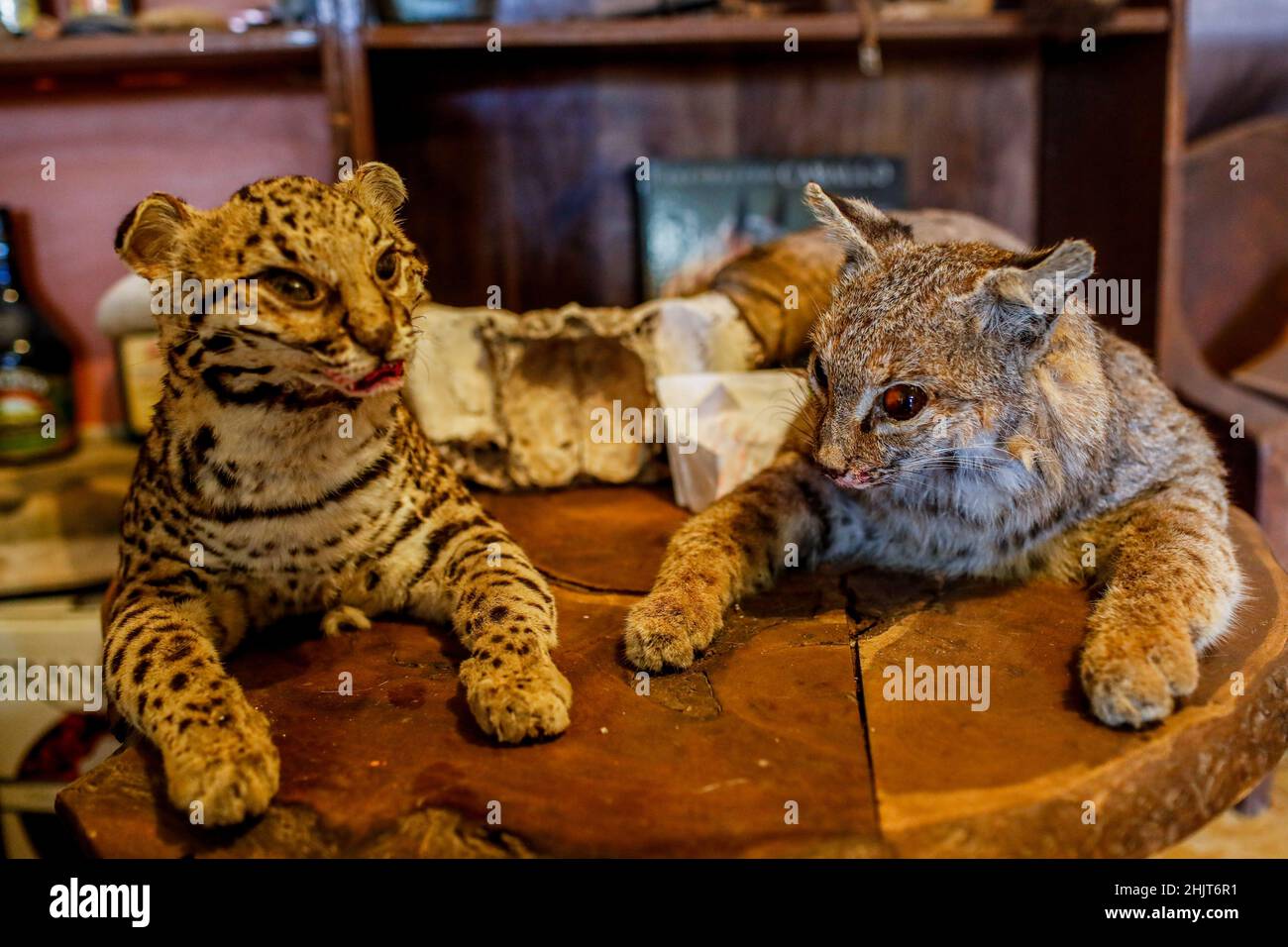 Wild cat feline and juvenile puma dissected for living room decoration ...