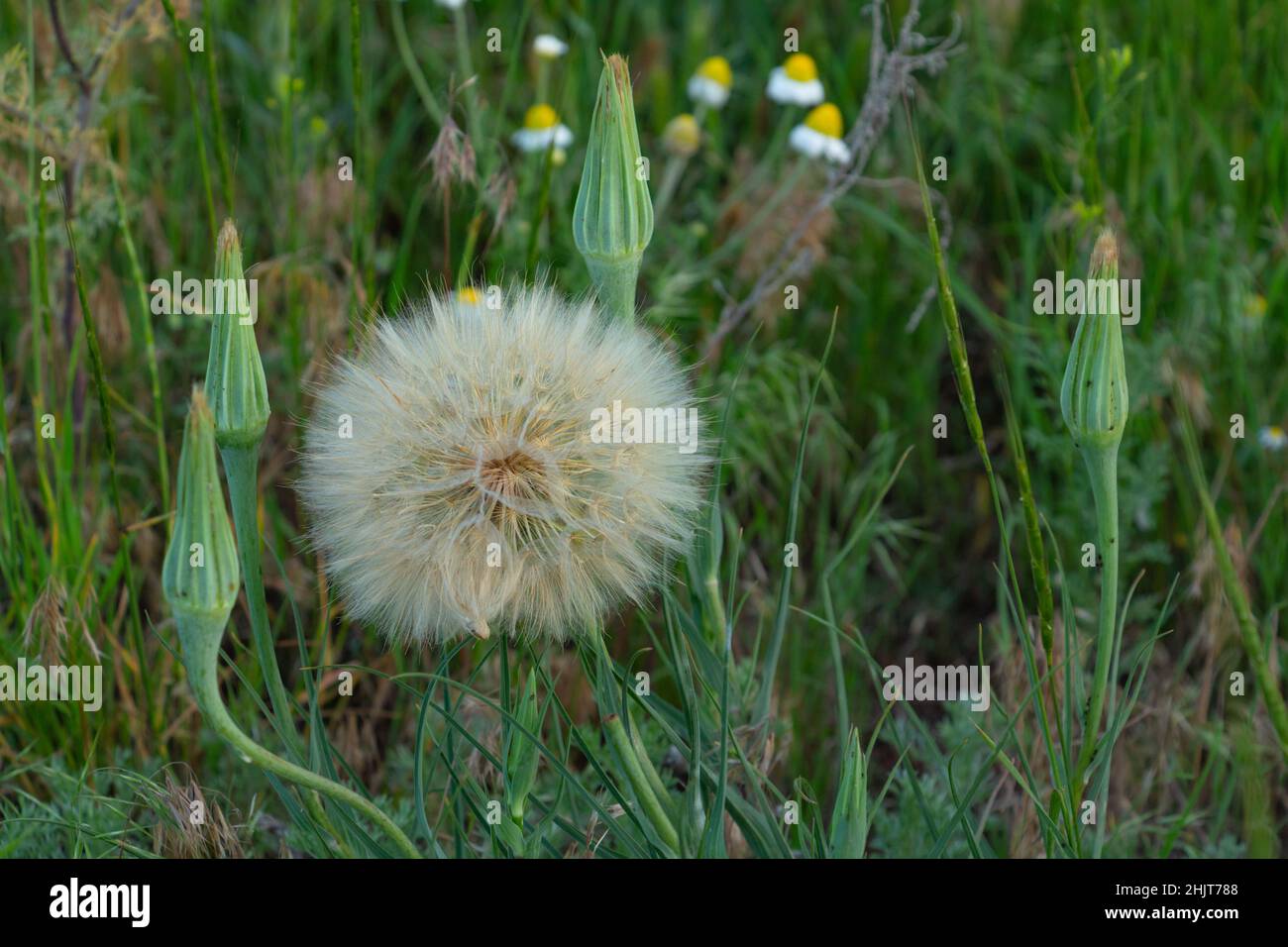 An air flower hi-res stock photography and images - Alamy