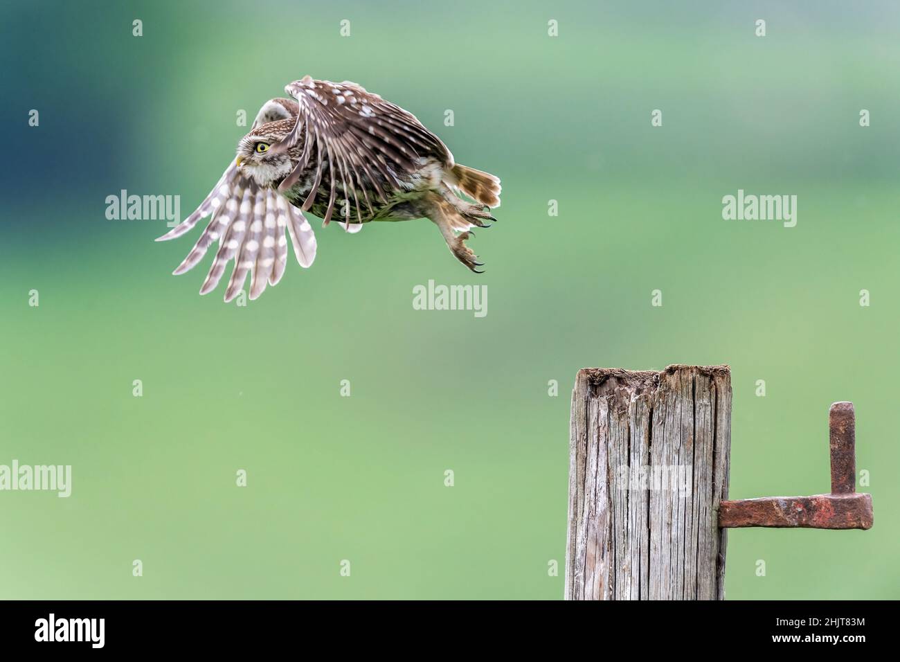 Owl eyebrows hi-res stock photography and images - Alamy