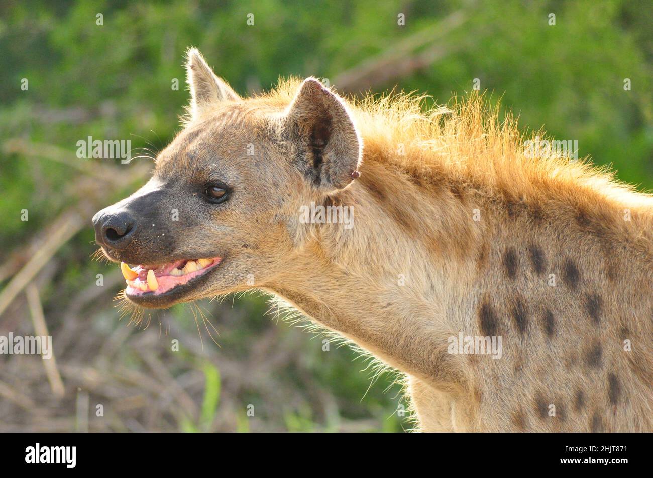 Hyena Animal Smiling