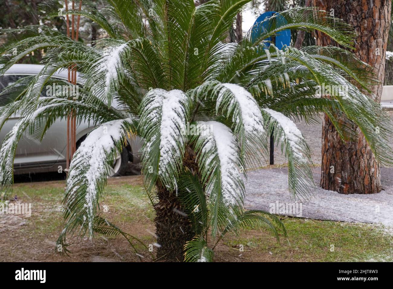 Snow storm and white covered palm trees. Cloudy, gloomy day and ...