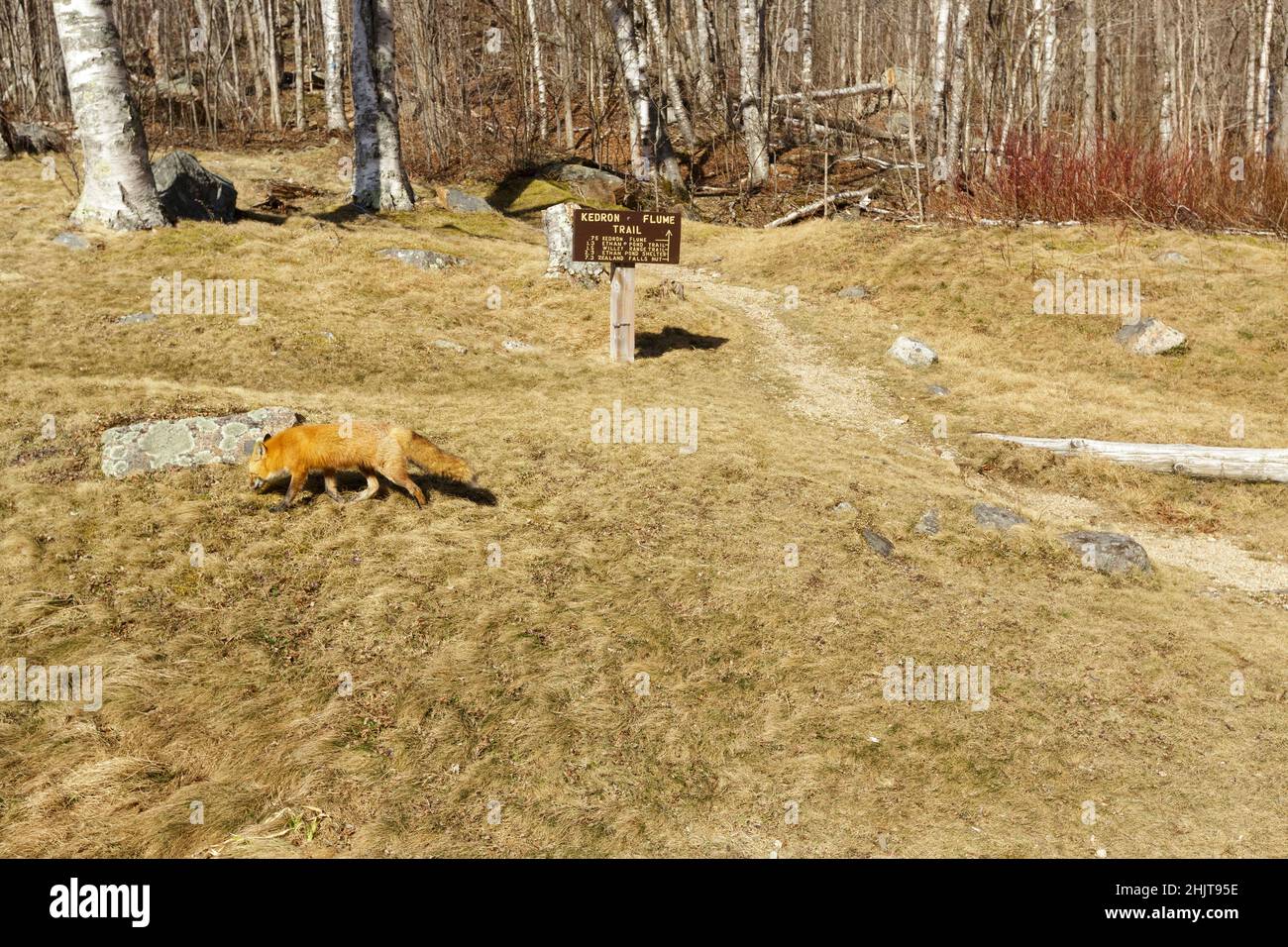 Red fox near the Willey House Historical Site in Crawford Notch State ...