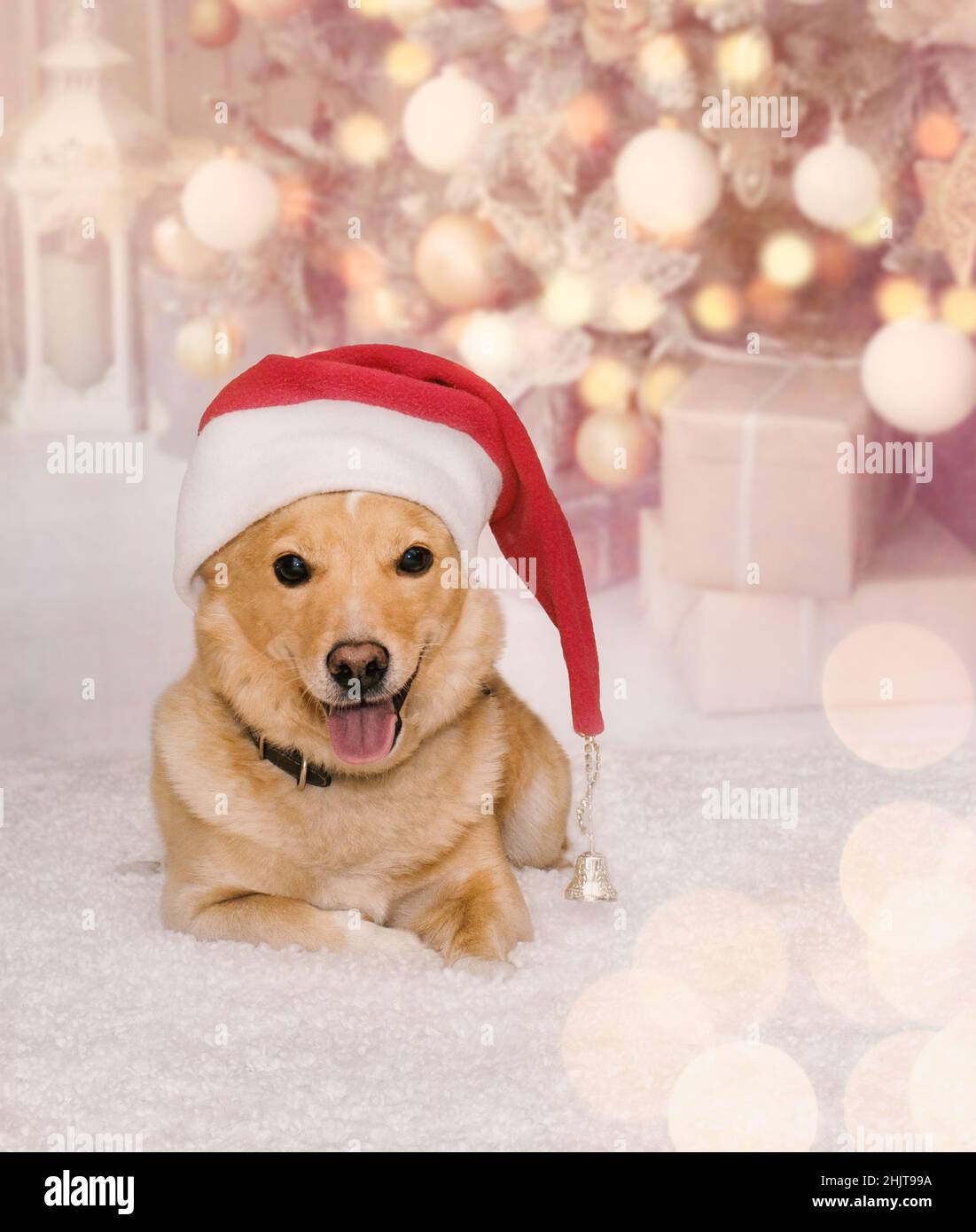 cute ginger dog in a red christmas hat lies under the tree Stock Photo ...