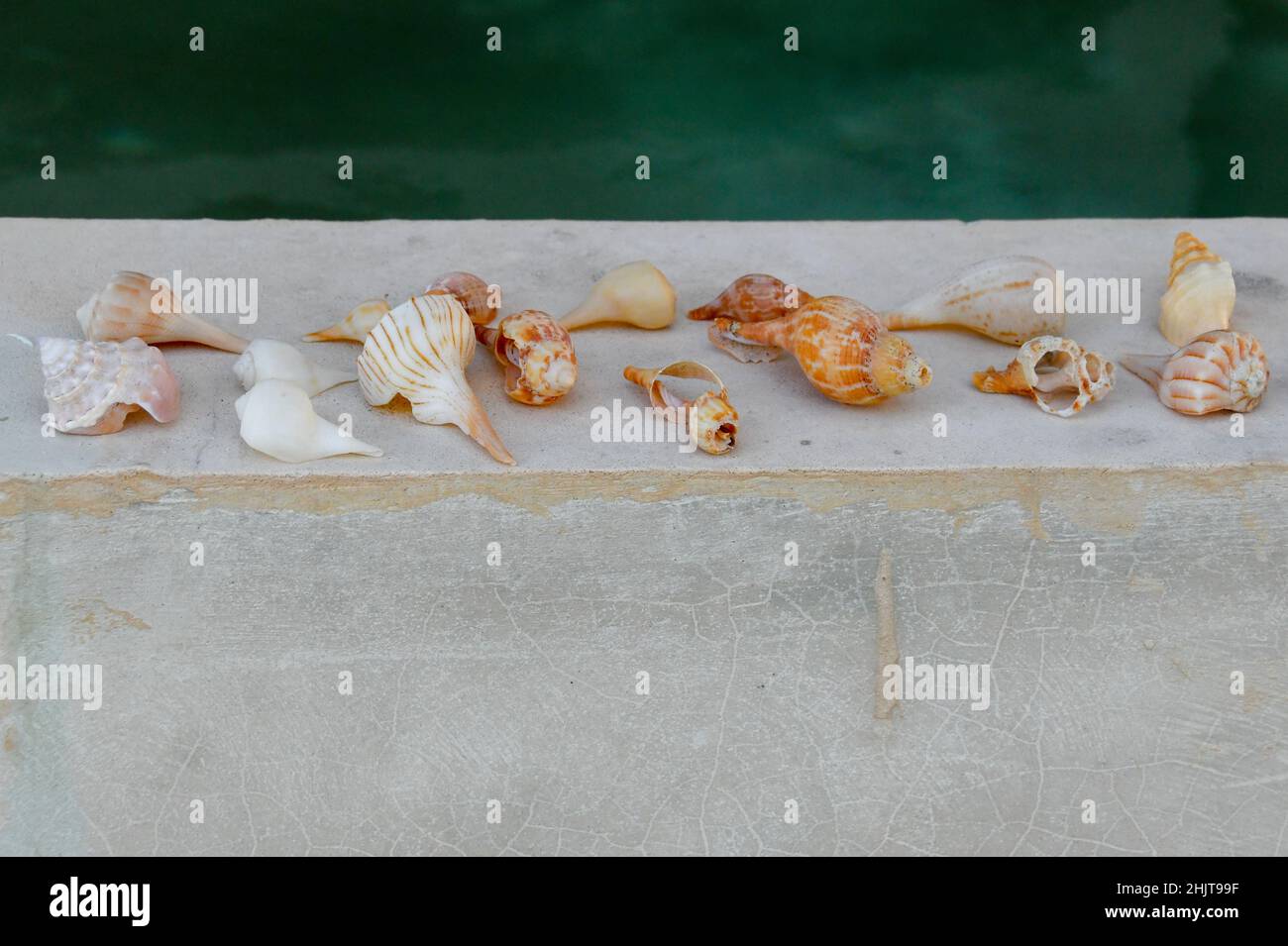 Seashells in front of a swimming pool Stock Photo - Alamy