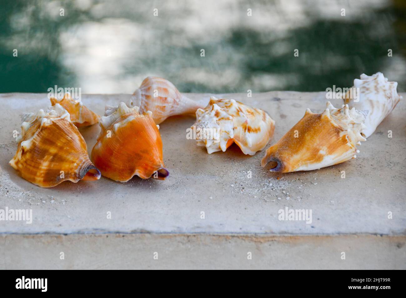 Seashells in front of a swimming pool Stock Photo - Alamy