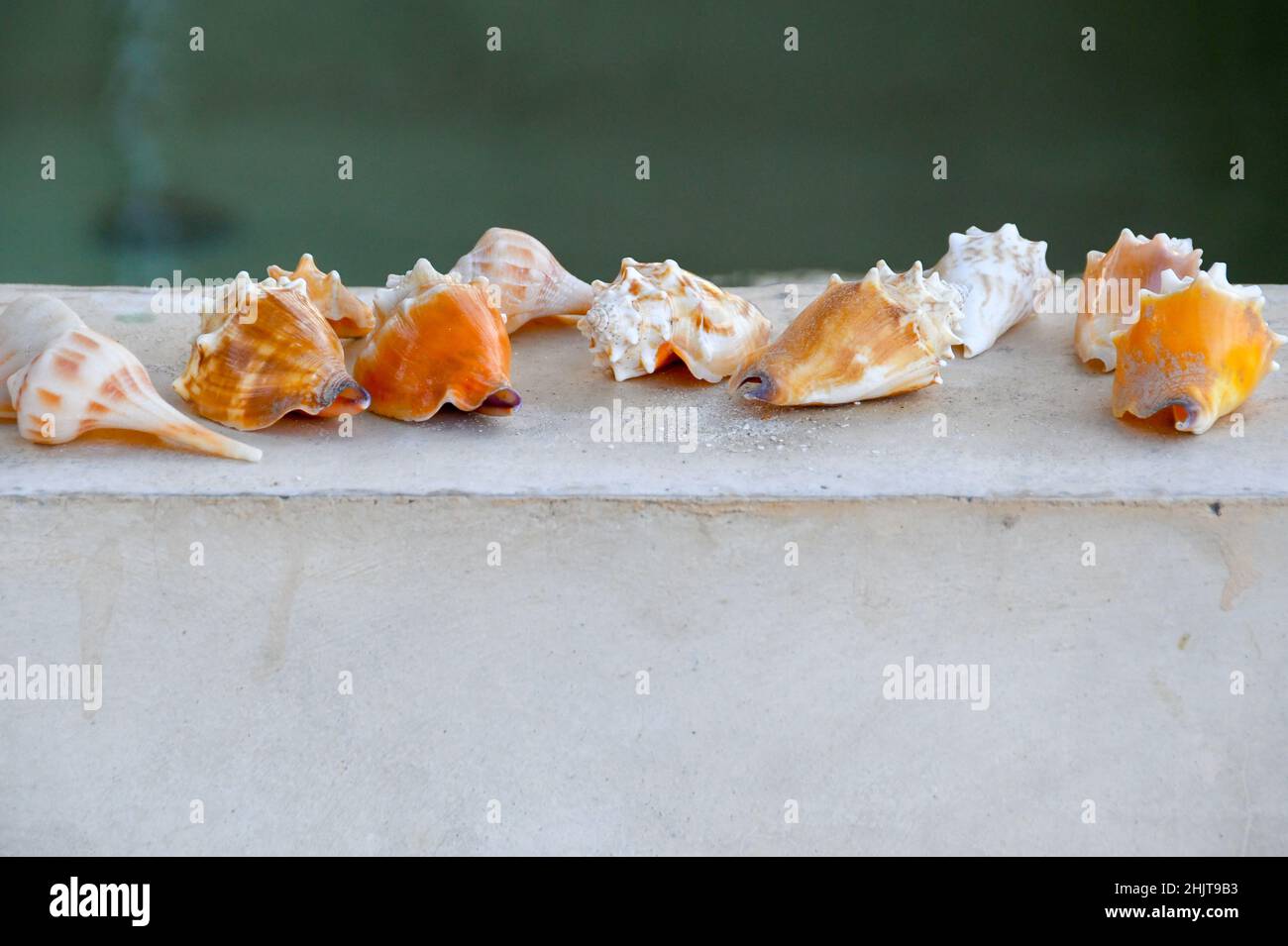Seashells in front of a swimming pool Stock Photo - Alamy