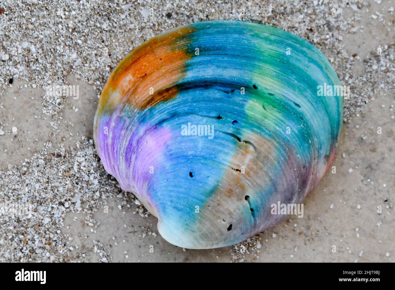 Coloured seashell on the beach Stock Photo - Alamy