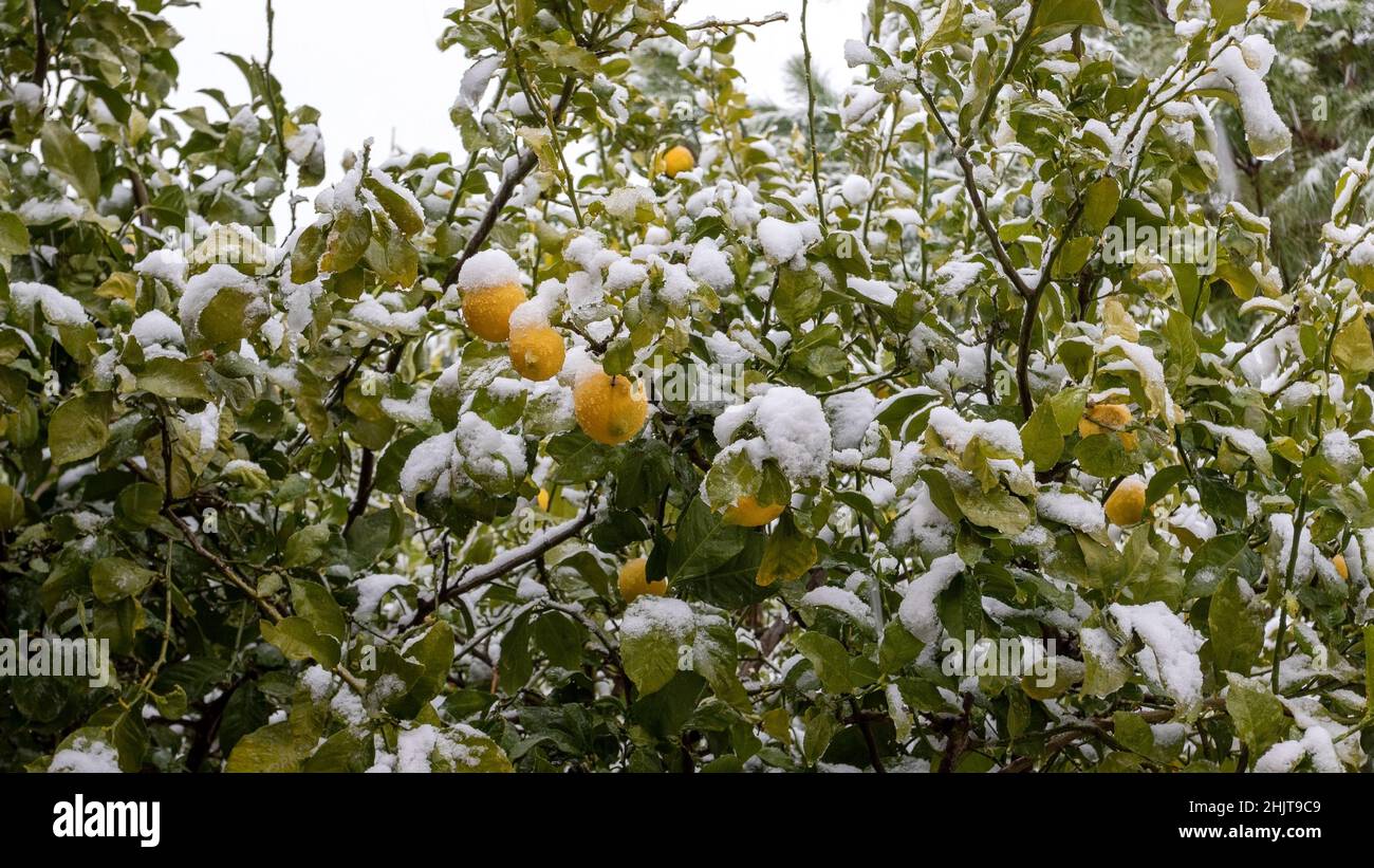 Bright yellow lemons and green leaves on the branches during a snowfall ...