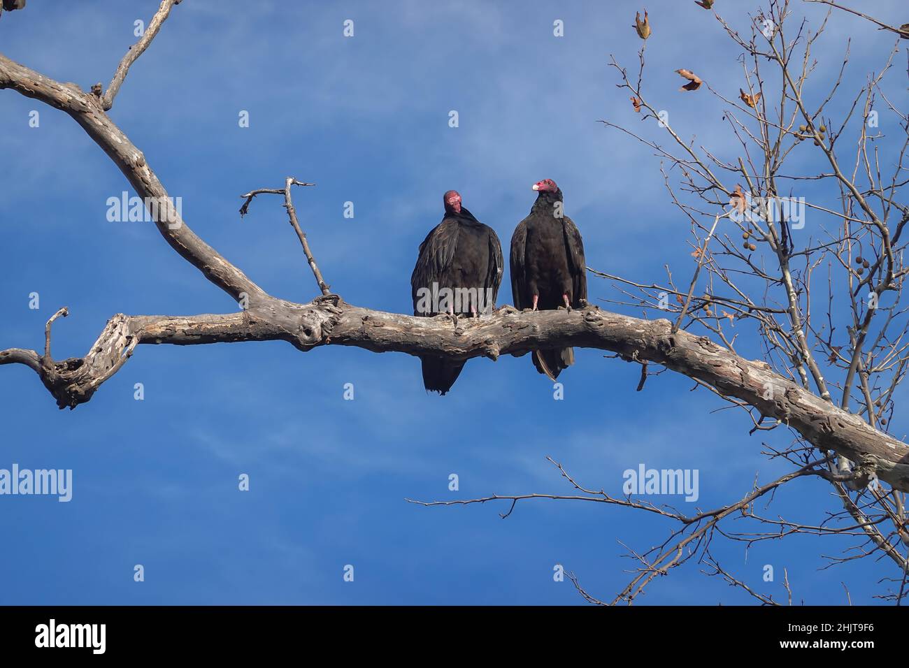 Turkey Vultures ( Cathartes aura ) perched in a tree as the early ...