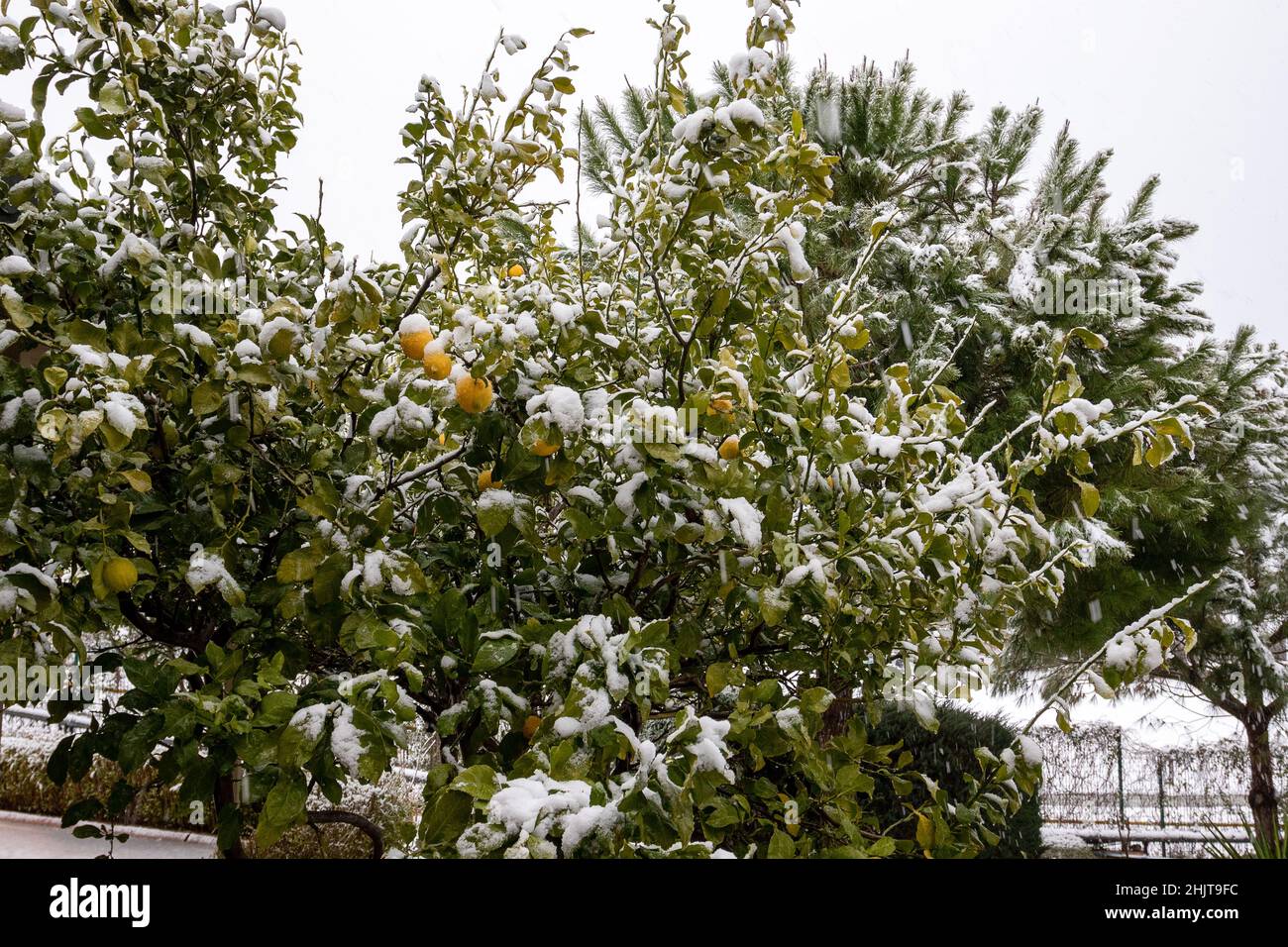 Bright yellow lemons and green leaves on the branches during a snowfall ...