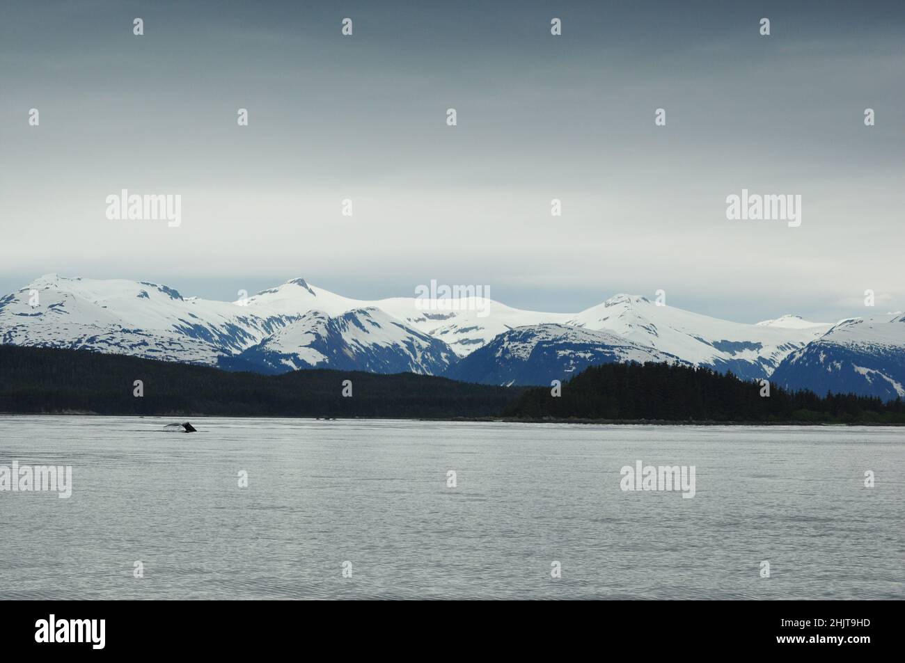 Humpback whale watching in Alaska Stock Photo - Alamy