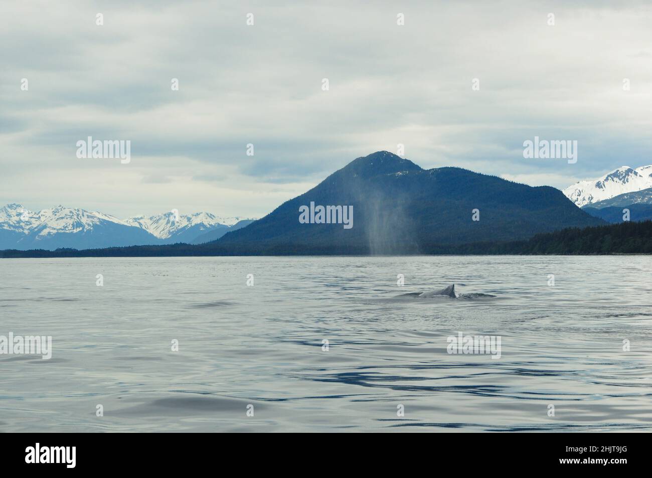 Humpback whale watching in Alaska Stock Photo - Alamy