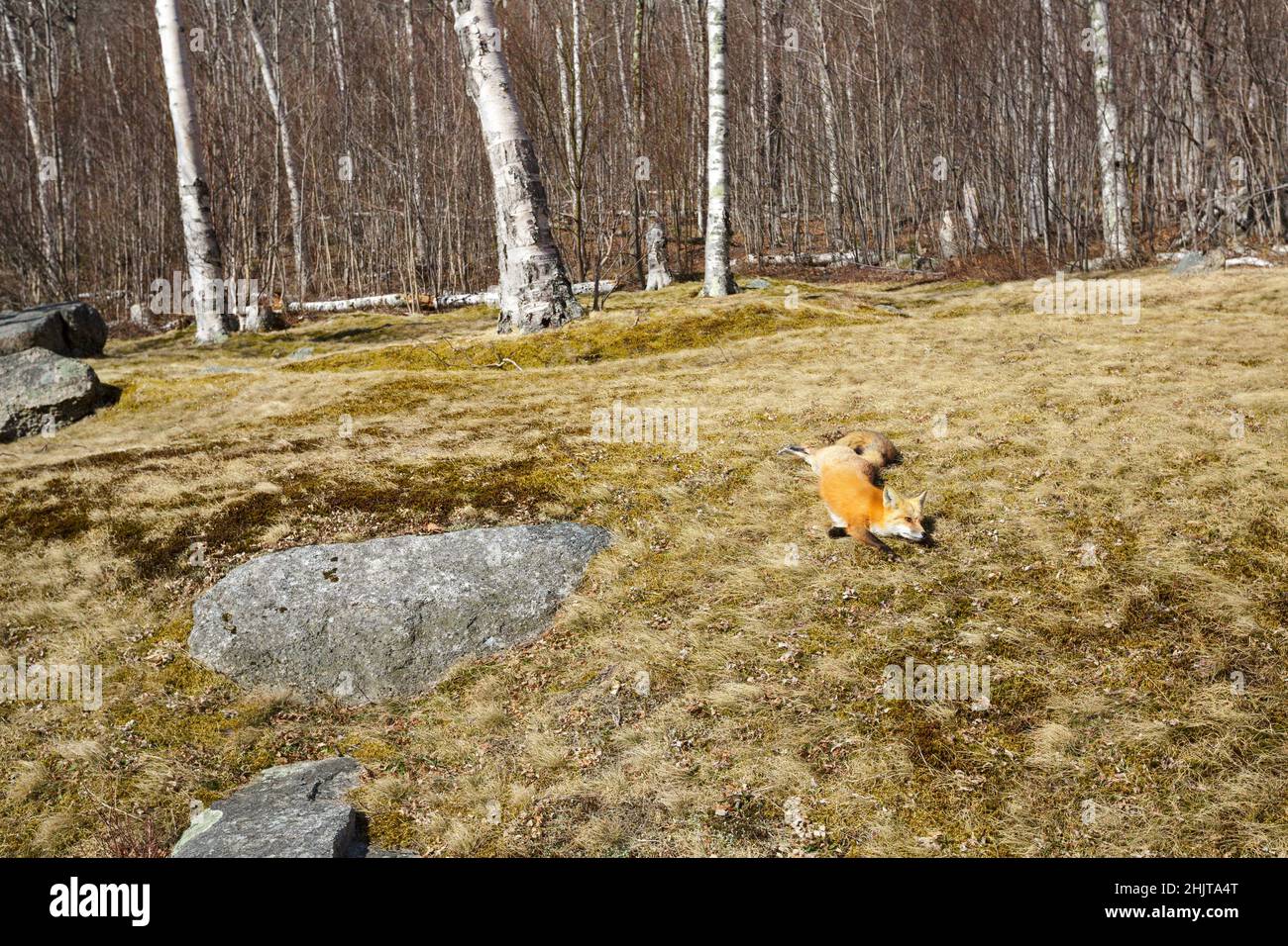 Red fox near the Willey House Historical Site in Crawford Notch State ...
