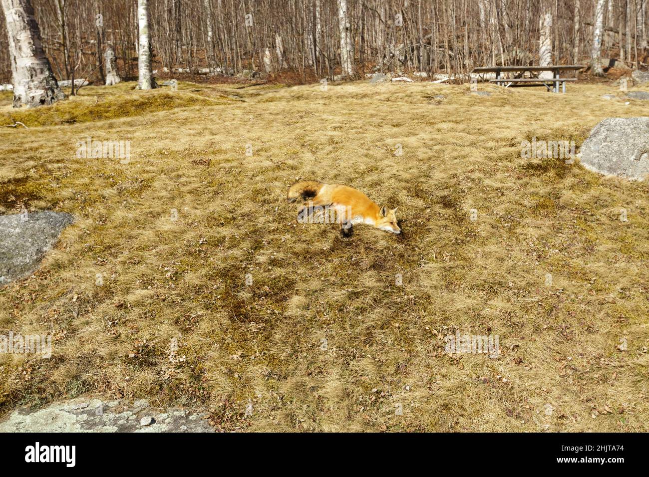 Red fox near the Willey House Historical Site in Crawford Notch State ...