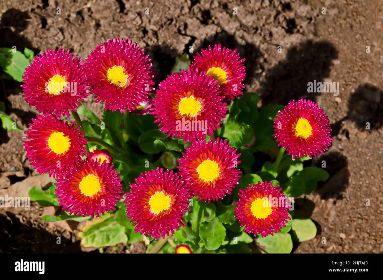 Blooming red bellis perennis daisy in the garden, Sofia, Bulgaria Stock ...