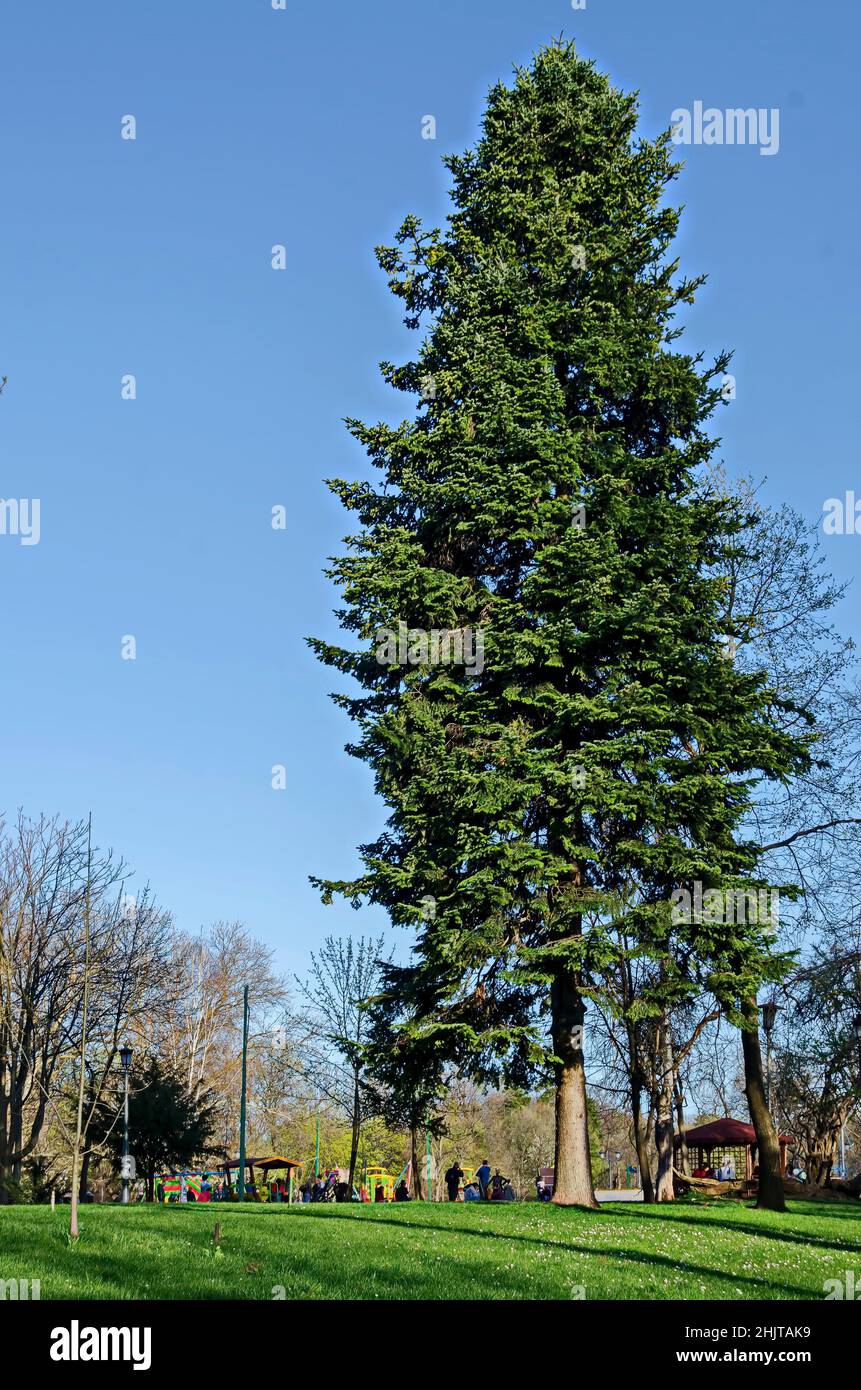 Deciduous tall tree hi-res stock photography and images - Alamy