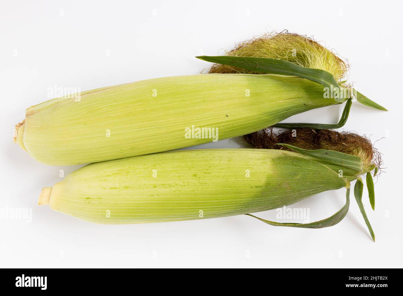 two fresh corn ears with green leaves isolated on white background ...