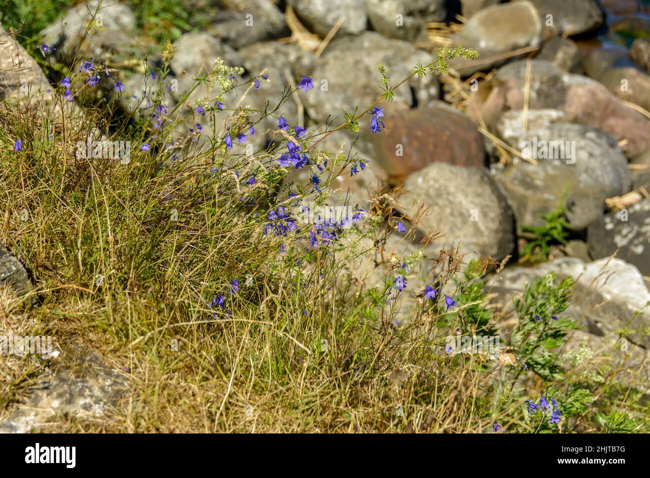 Background with field bells on the lake Stock Photo - Alamy