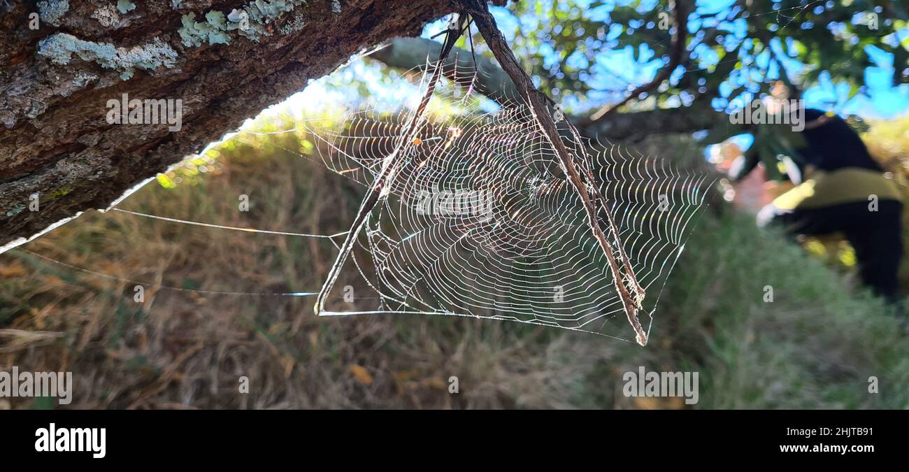 Shallow focus of a spider's web between two tree branches Stock Photo - Alamy